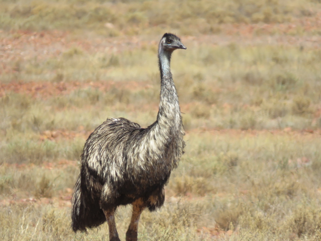 Emu from Tibooburra, NSW, AU on March 21, 2023 at 12:30 PM by Josh ...
