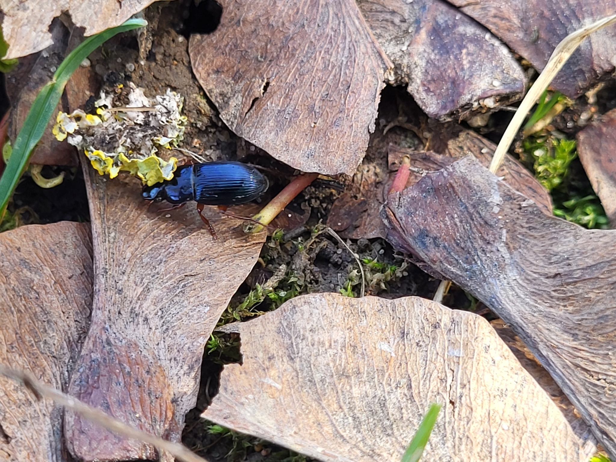 Harpalus rubripes (Duftschmid, 1812)