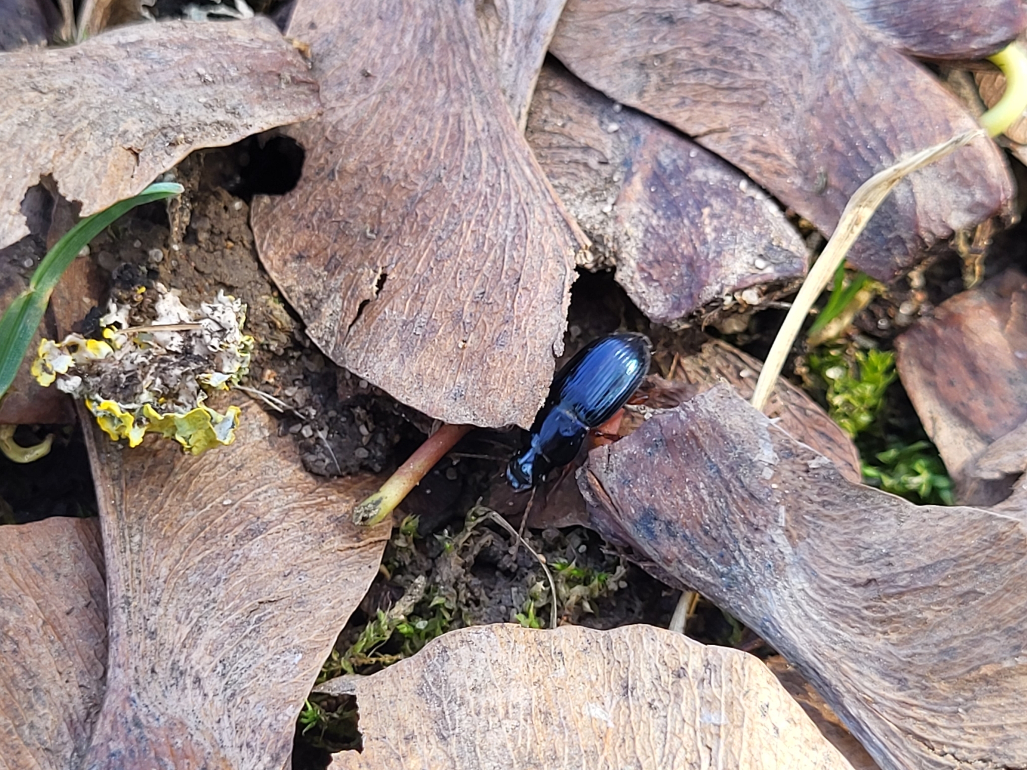 Harpalus rubripes (Duftschmid, 1812)