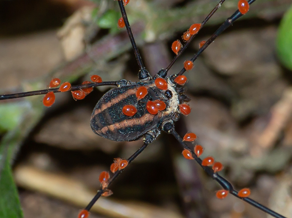 Leptus from 中国云南省西双版纳傣族自治州勐腊县 on March 20, 2023 at 11:25 PM by 周瑜 · ...