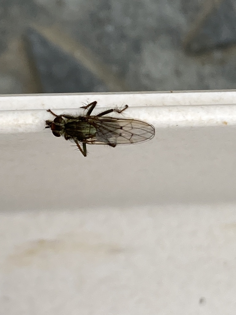 Golden Dung Fly from A1(M), Richmond, England, GB on March 21, 2023 at ...