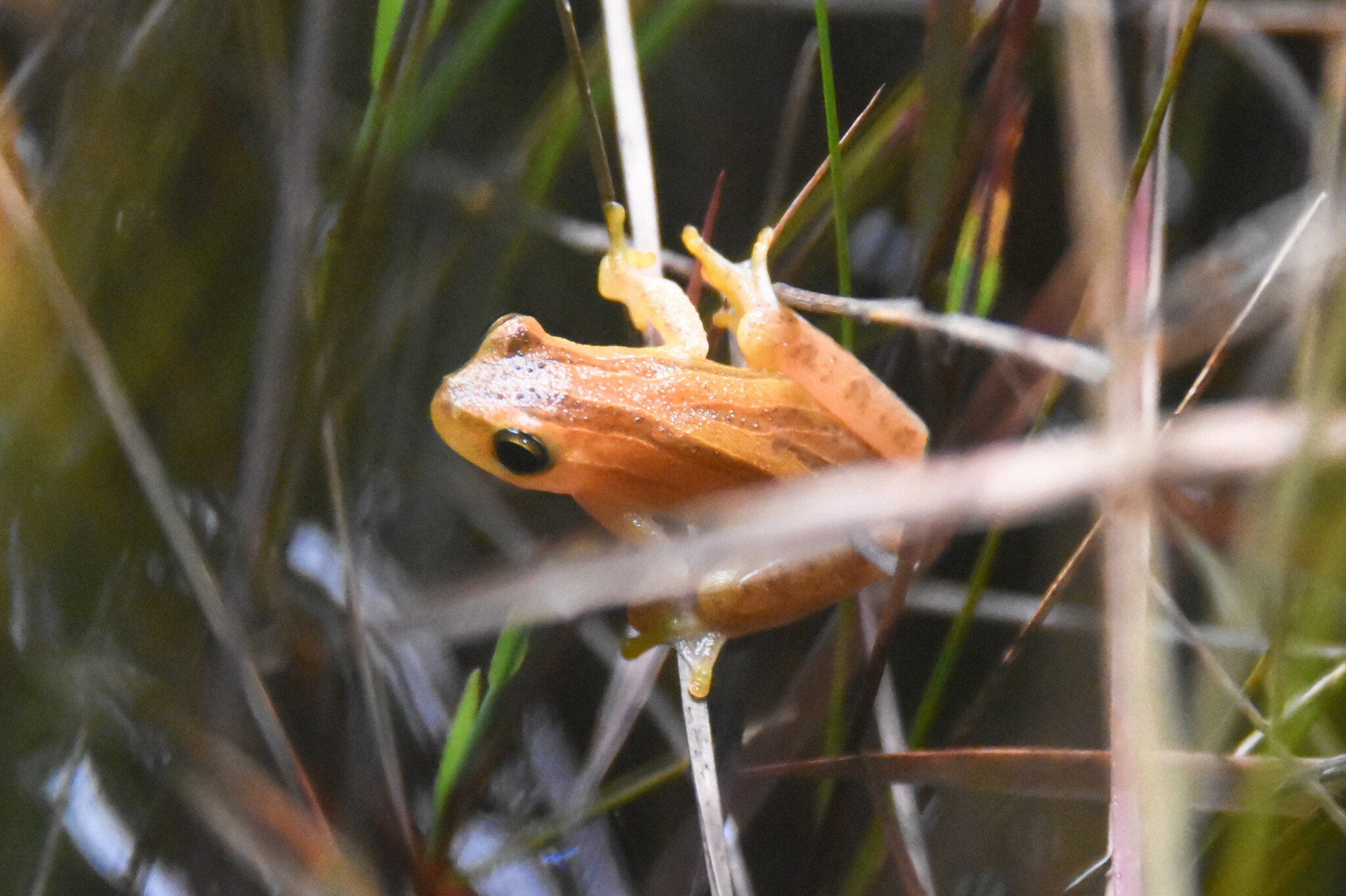 Dendropsophus minutus (Peters, 1872)