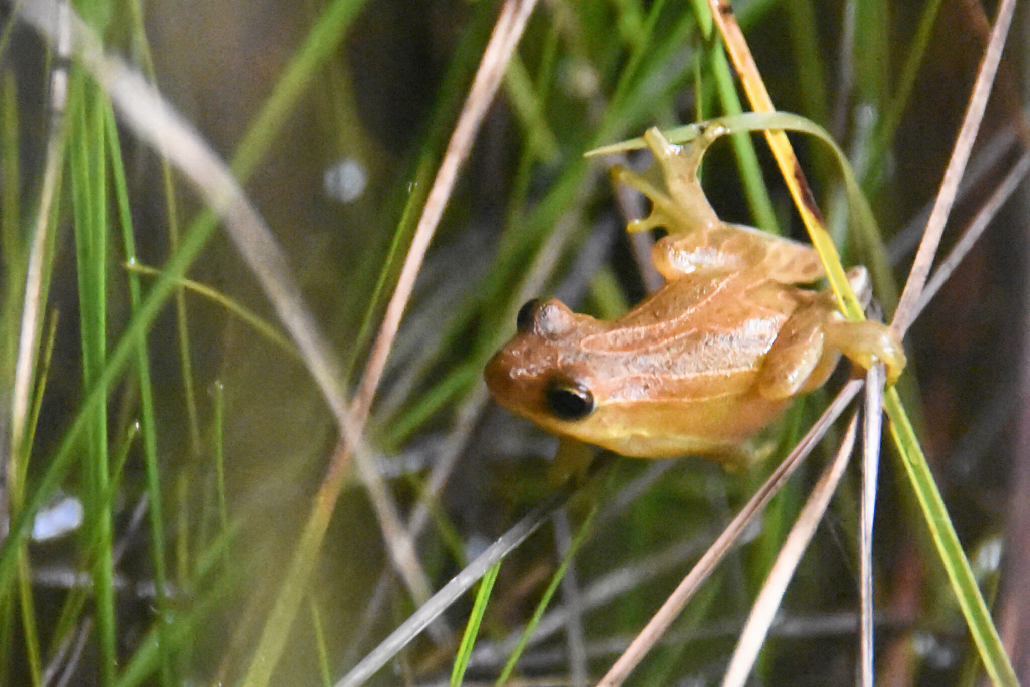 Dendropsophus minutus (Peters, 1872)