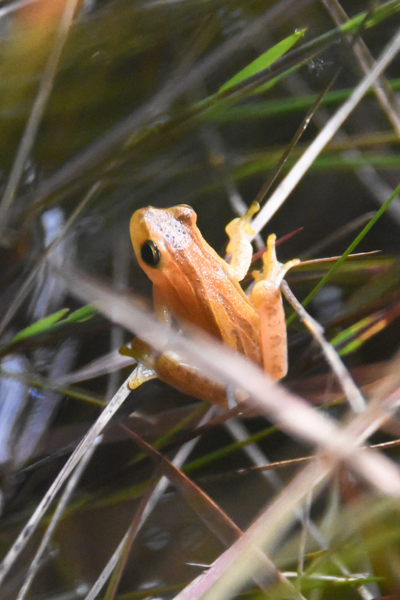 Dendropsophus minutus (Peters, 1872)