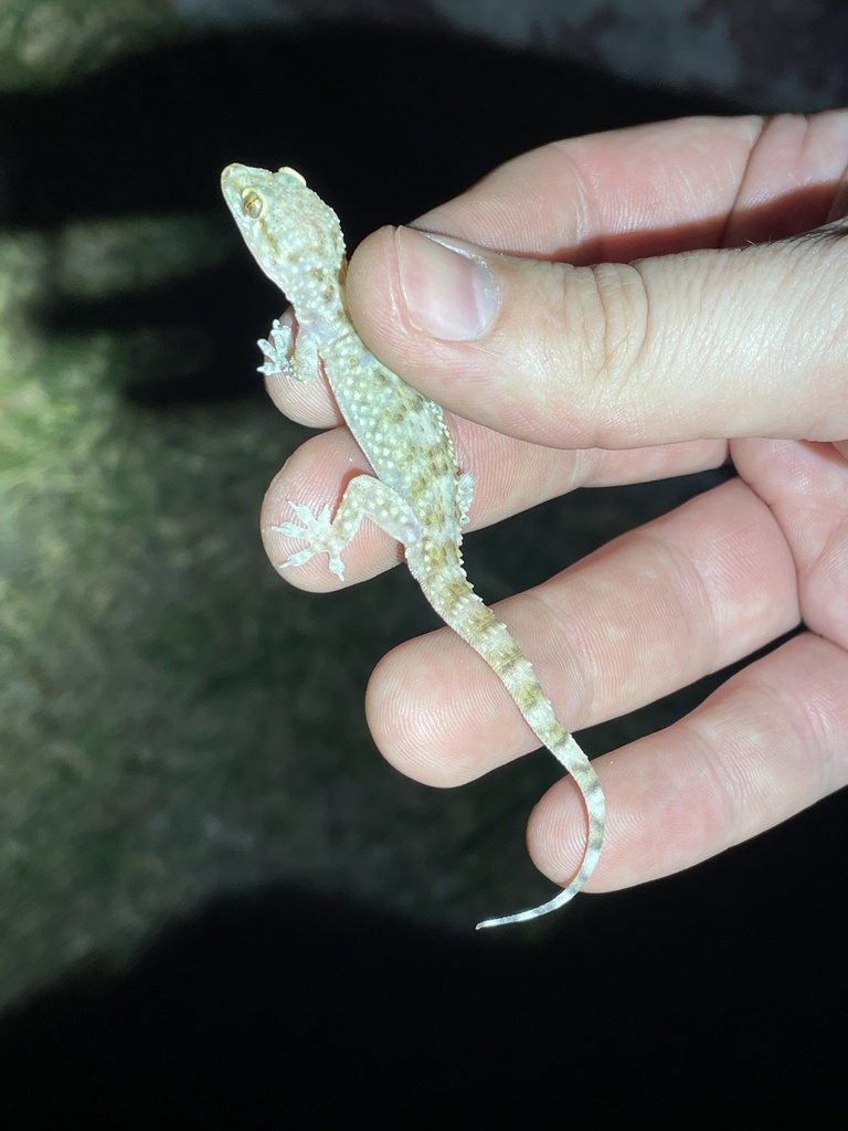 Mediterranean House Gecko from E Norman Ave, Raymondville, TX, US on ...