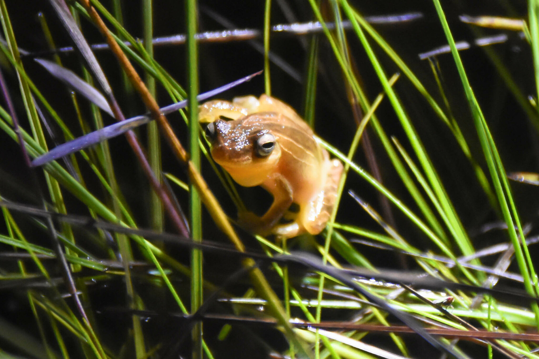 Dendropsophus minutus (Peters, 1872)