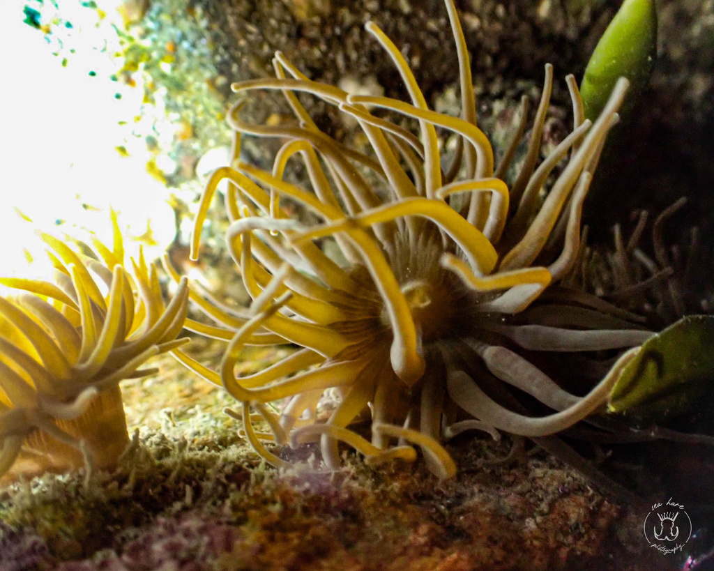 Couch's Trumpet Anemone from North Atlantic Ocean, Jersey, GB on March ...