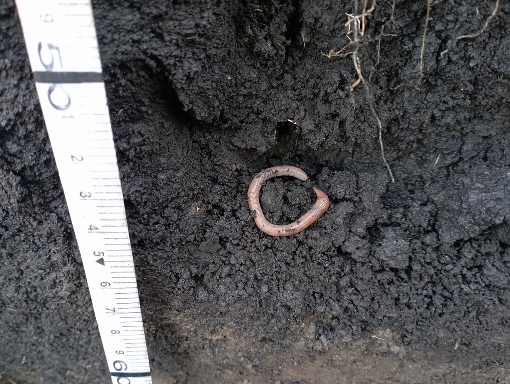 Grey Worm from Пензенская обл., Россия, 440068 on March 21, 2023 at 11: ...