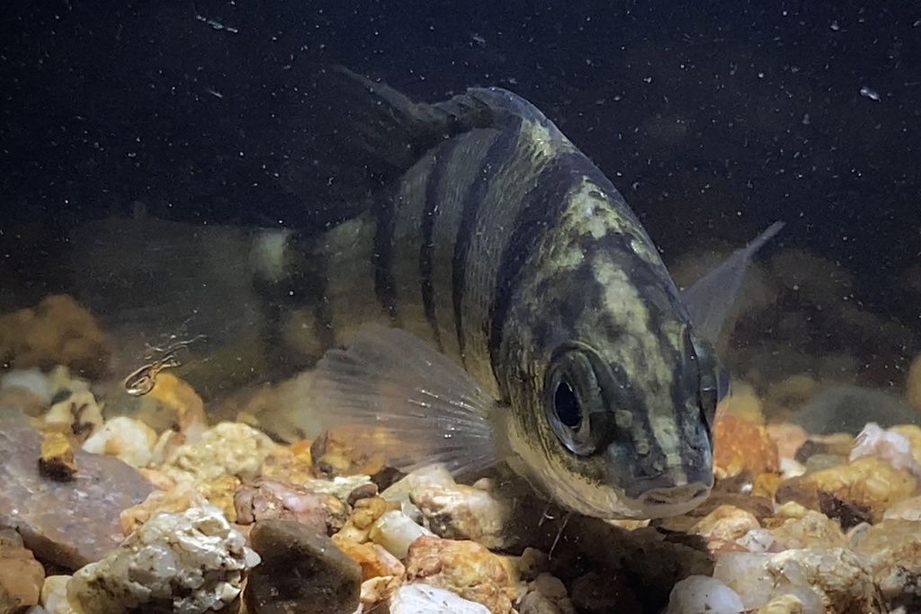 Barred Grunter from Ross River, Douglas, QLD, AU on March 21, 2023 at ...