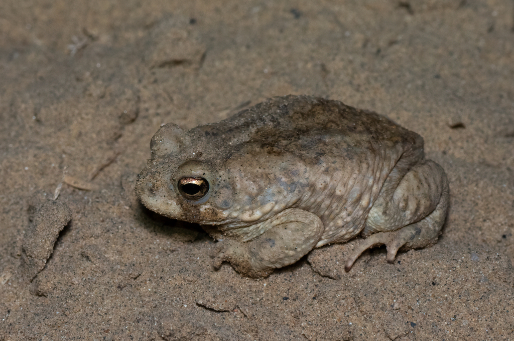 Indus Valley Toad from Sam, Rajasthan 345001, India on February 28 ...