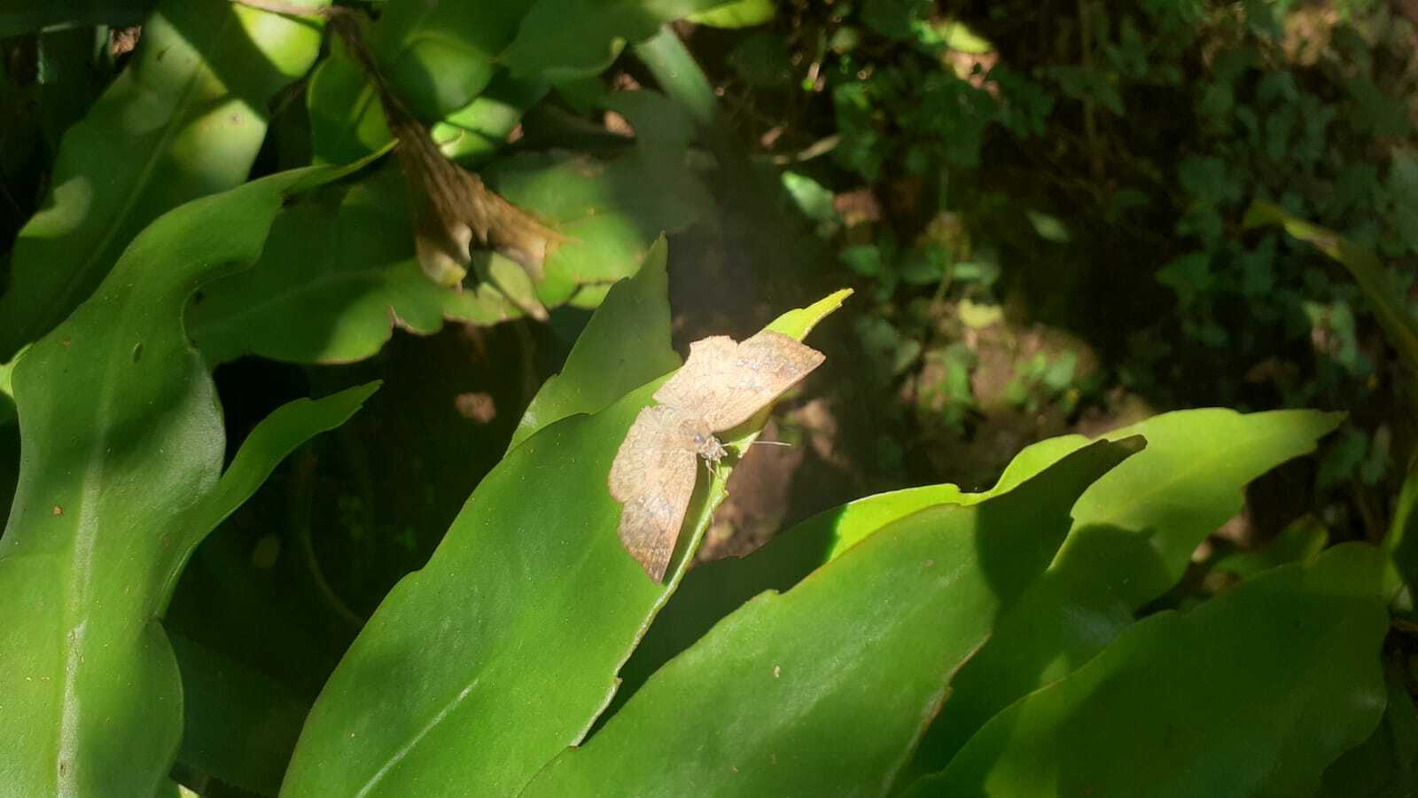 Carrhenes Godman & Salvin, 1895