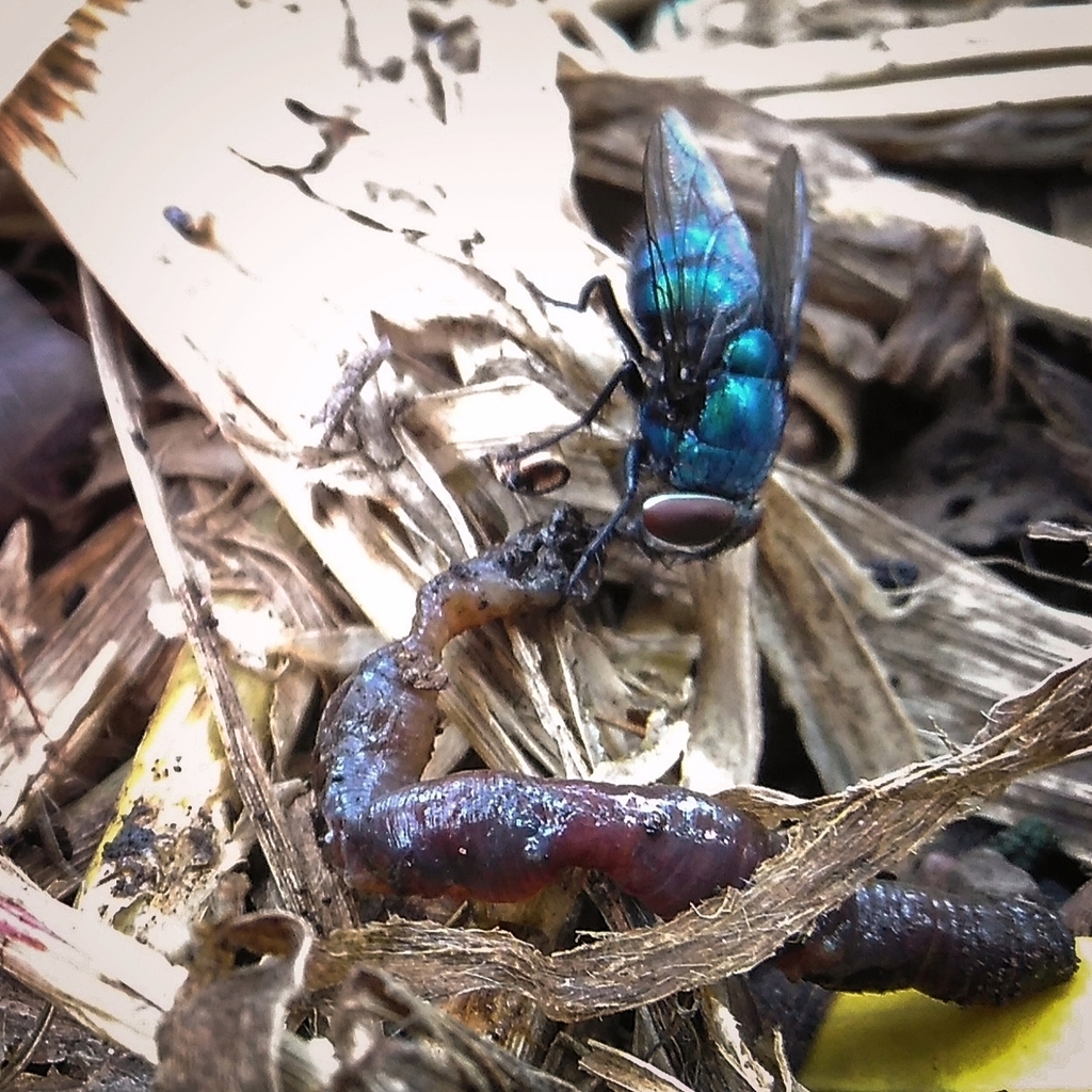 Old World Screw-worm Fly from Pasuruan Regency, East Java, Indonesia on ...
