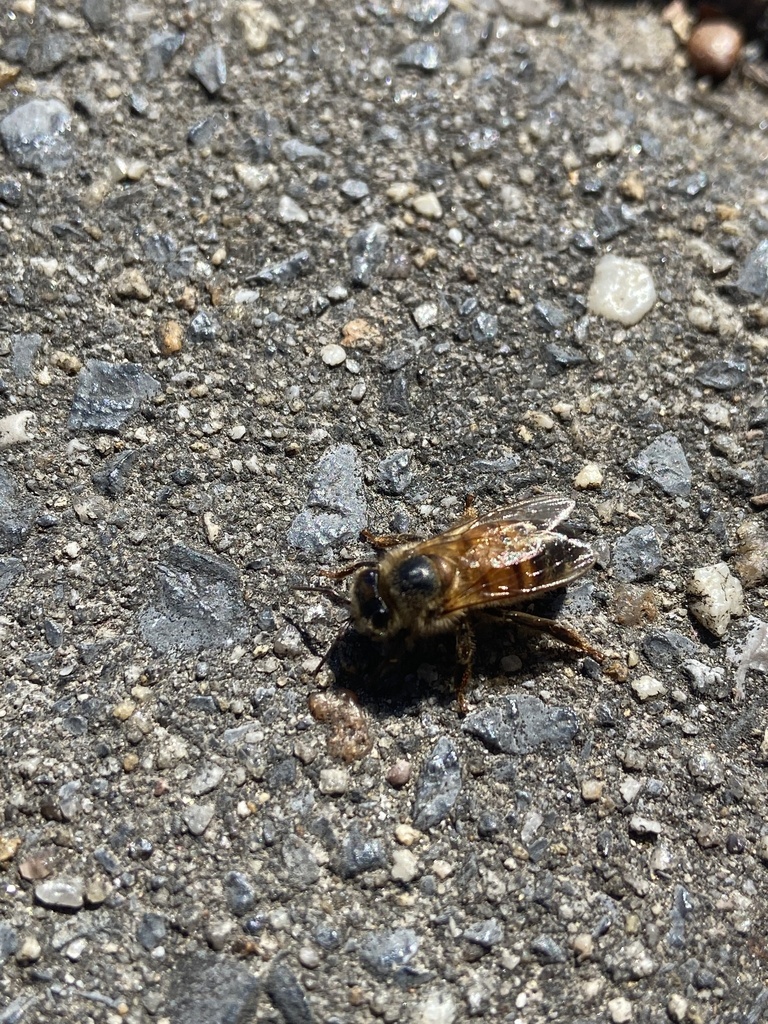 Western Honey Bee from University of Delaware, Newark, DE, US on March ...