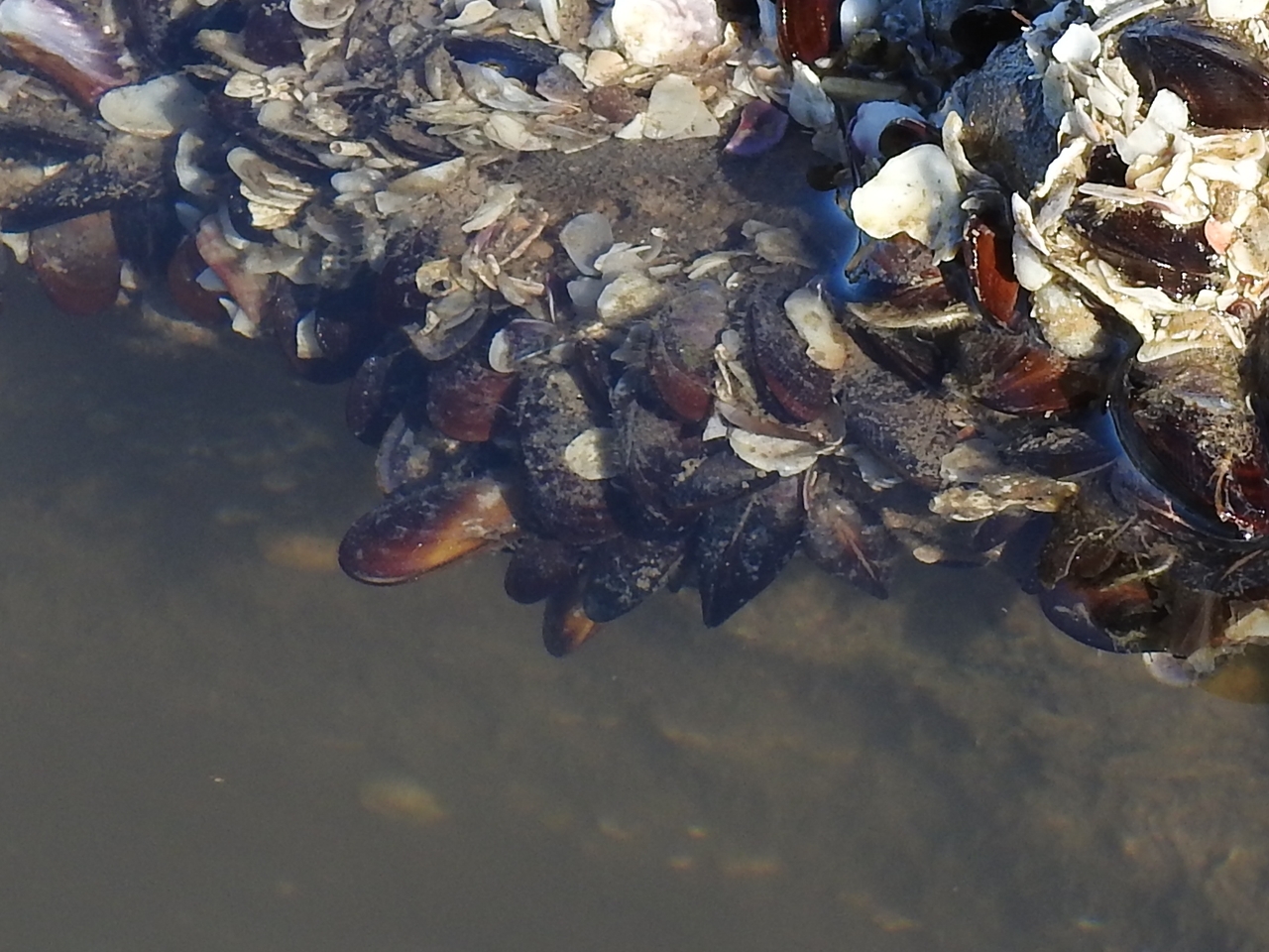 Brachidontes rodriguezii (d'Orbigny, 1842)