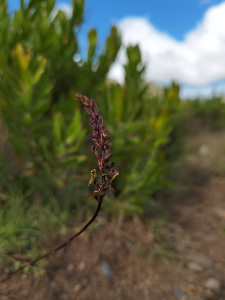 Disa tenuis in May 2021 by Mayur · iNaturalist