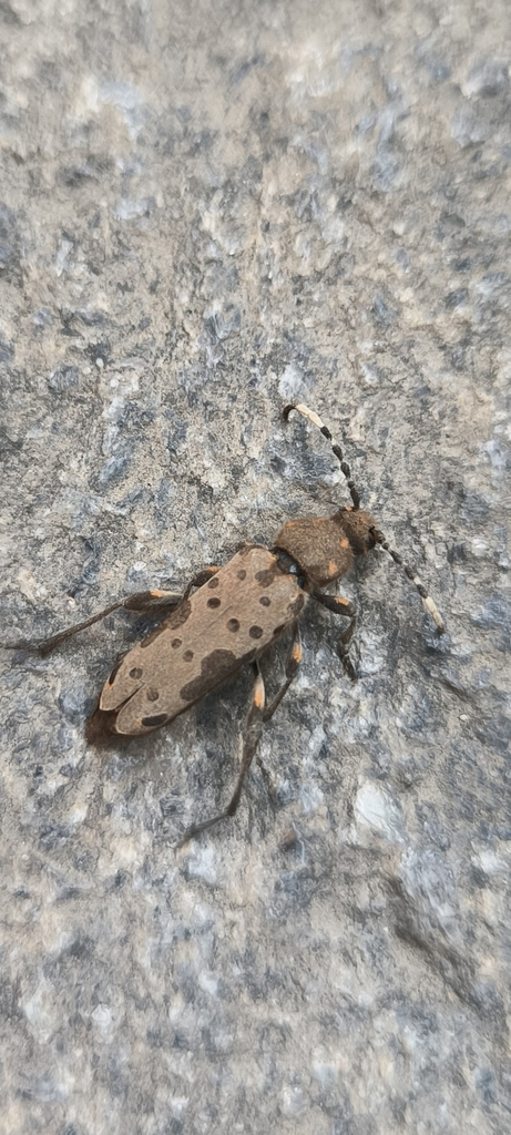 Clytobius davidis from 中国泰安市宁阳县 邮政编码: 271411 on March 21, 2023 at 04:22 ...