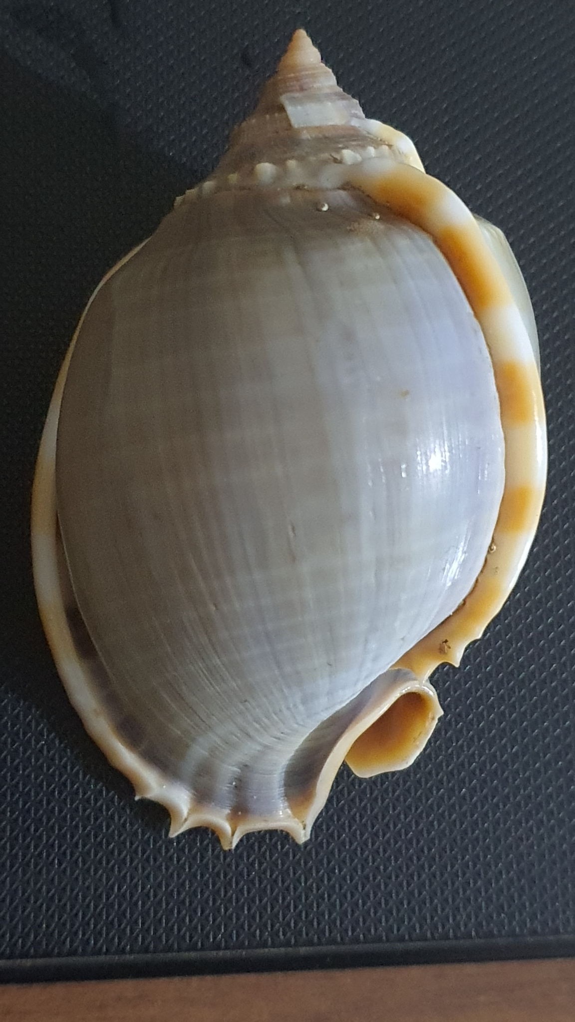 Phalium glaucum (Linnaeus, 1758)