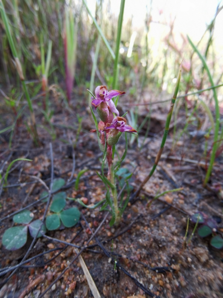 Delicate Disa in September 2021 by Mayur · iNaturalist