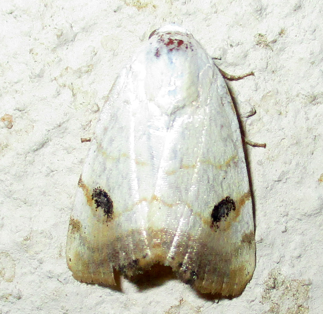 Xanthodes albago (Fabricius, 1794)