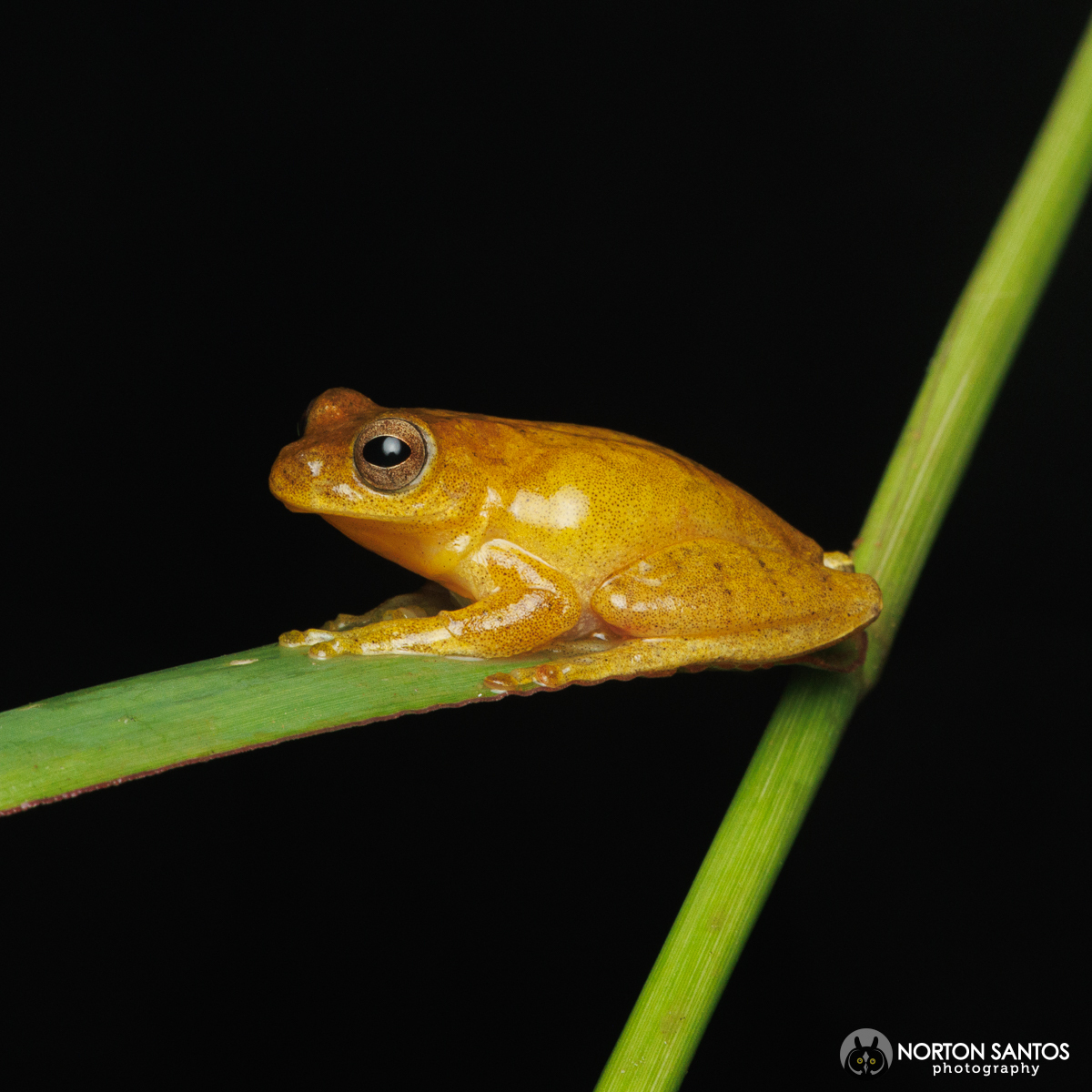 Dendropsophus minutus (Peters, 1872)