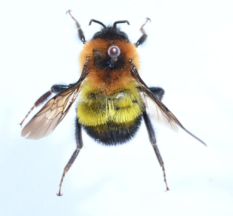 Short-faced Bumble Bee from 中国安徽省铜陵市铜官区 on July 22, 2022 by yinong ...
