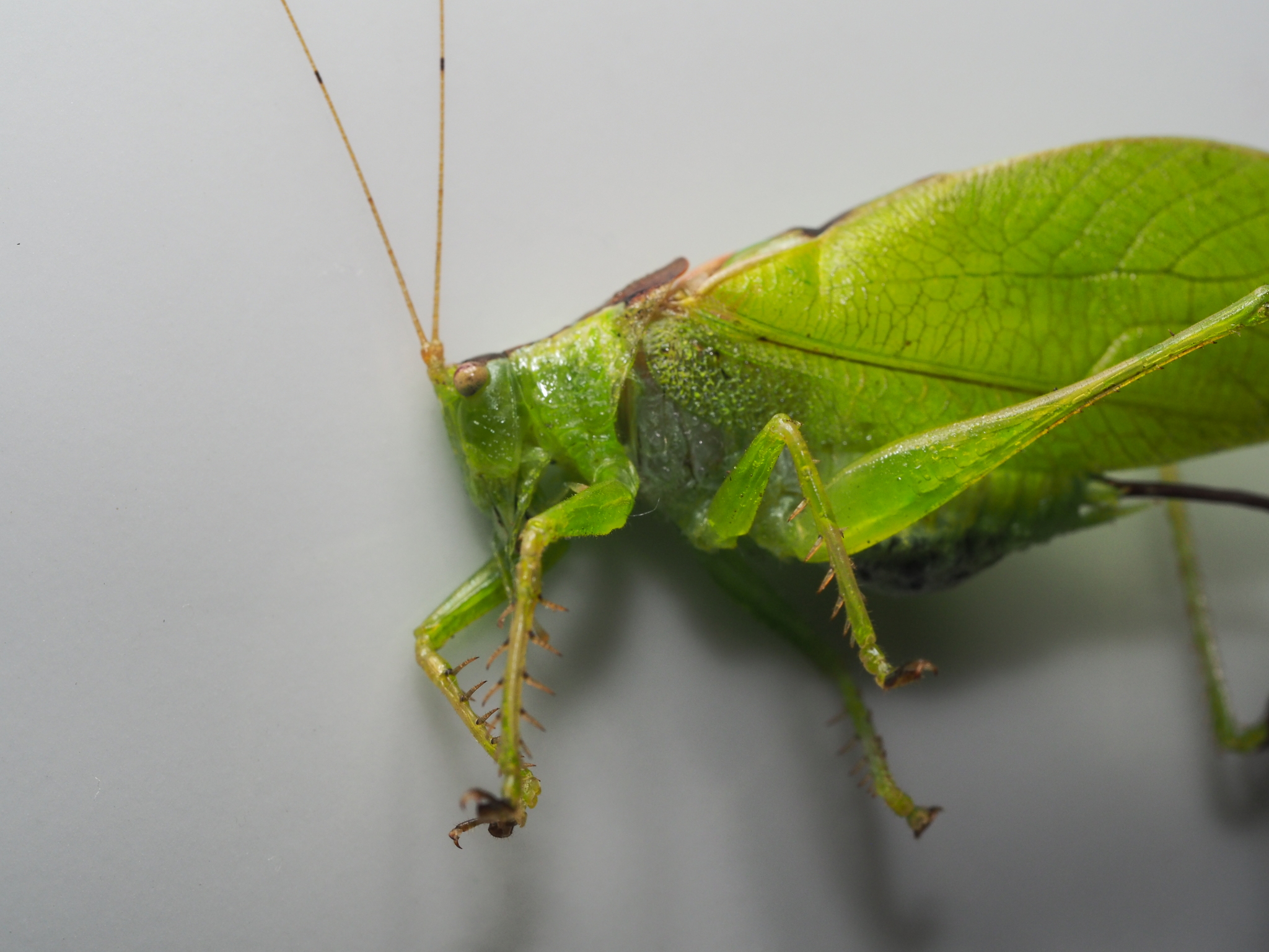 Hexacentrus unicolor Serville, 1831