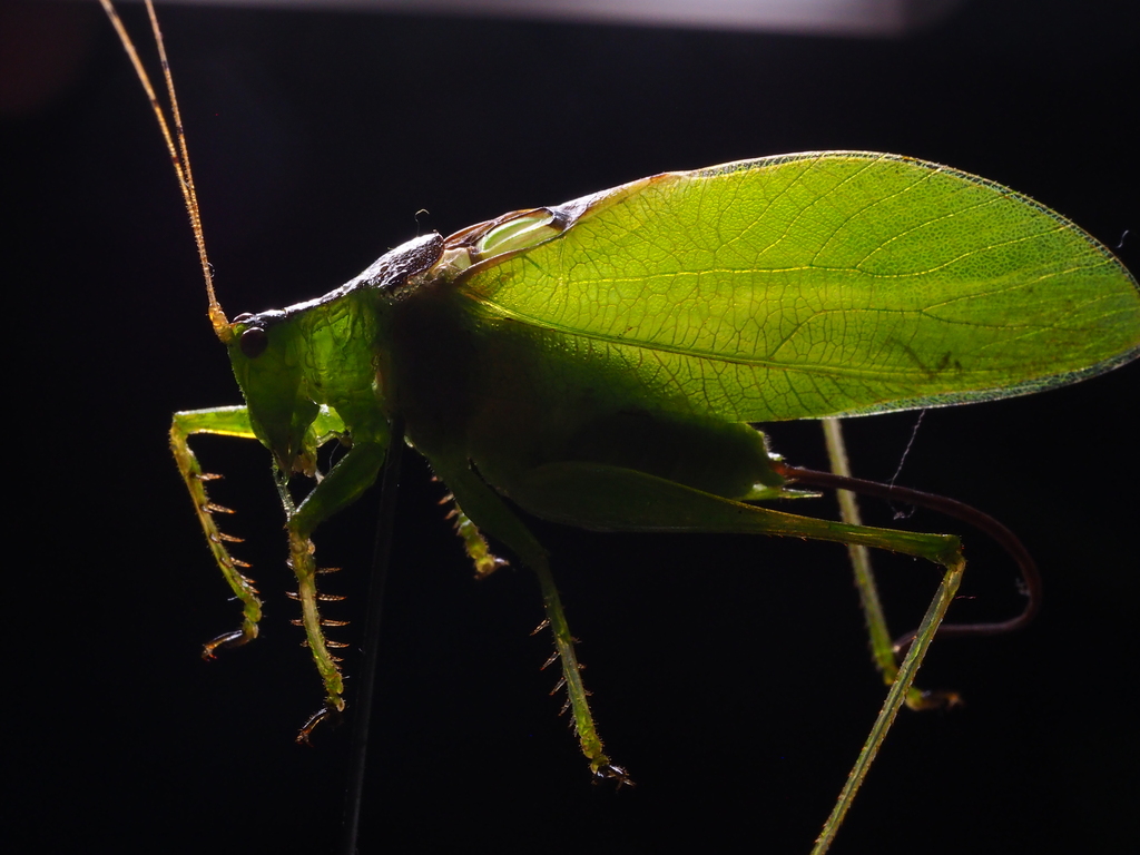 Hexacentrus unicolor from Pante Macassar, Timor-Leste on March 21, 2023 ...