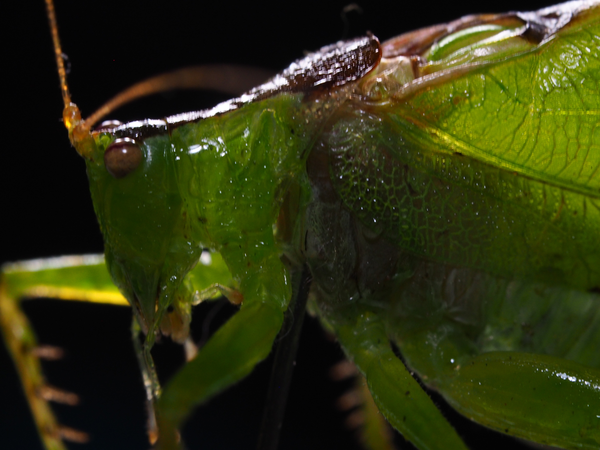 Hexacentrus unicolor Serville, 1831