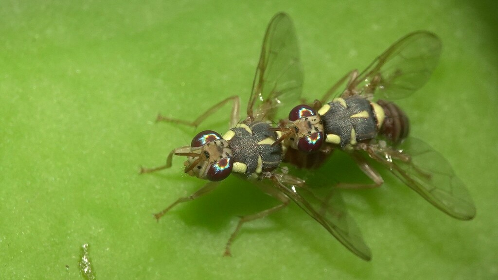 Dacus persicus from XRHM+CR5, Byculla East, Byculla, Mumbai ...