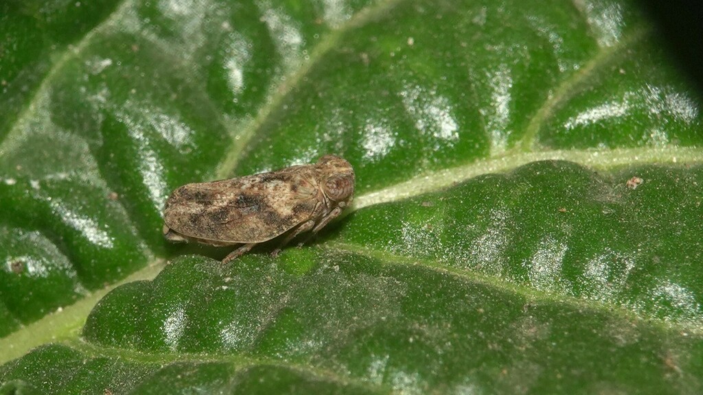 Issid Planthoppers from XRHM+CR5, Byculla East, Byculla, Mumbai ...