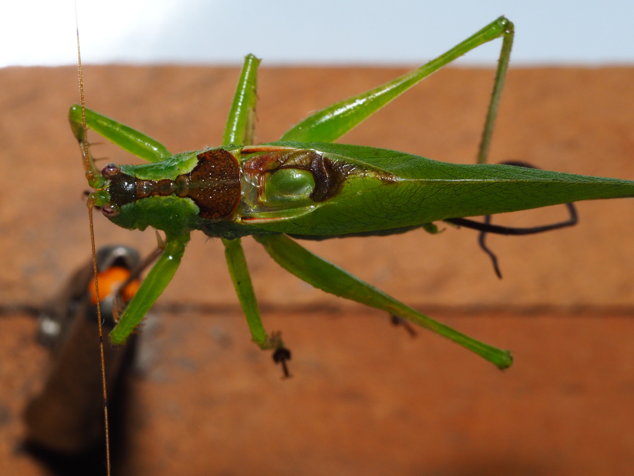Hexacentrus unicolor Serville, 1831