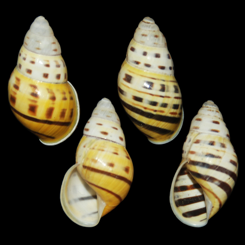 Amphidromus inconstans · iNaturalist