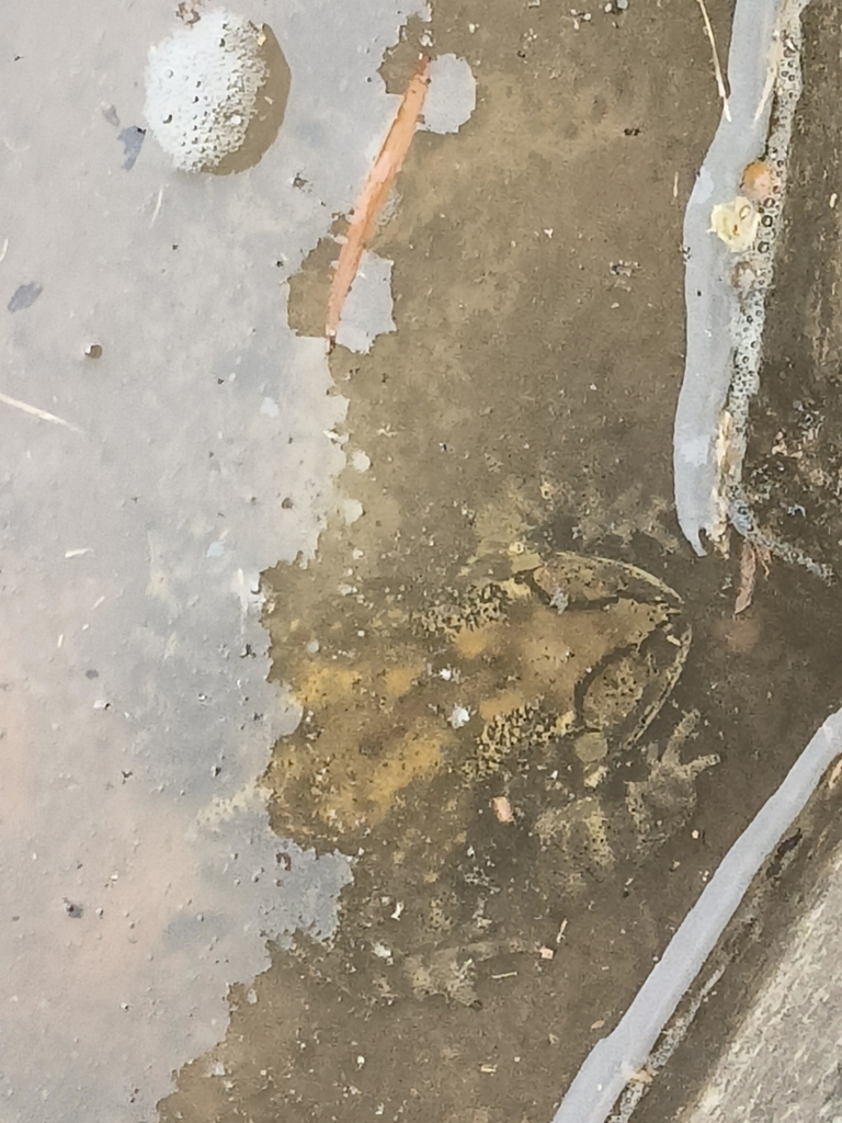 Asian Common Toad from Longgang Public Golf Court Shenzhen MSU-BIT ...