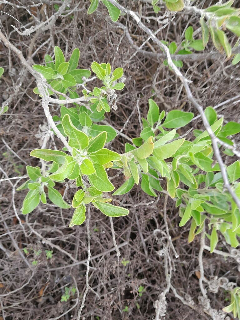 Rennet from Hout Bay, Cape Town, South Africa on March 21, 2023 at 12: ...