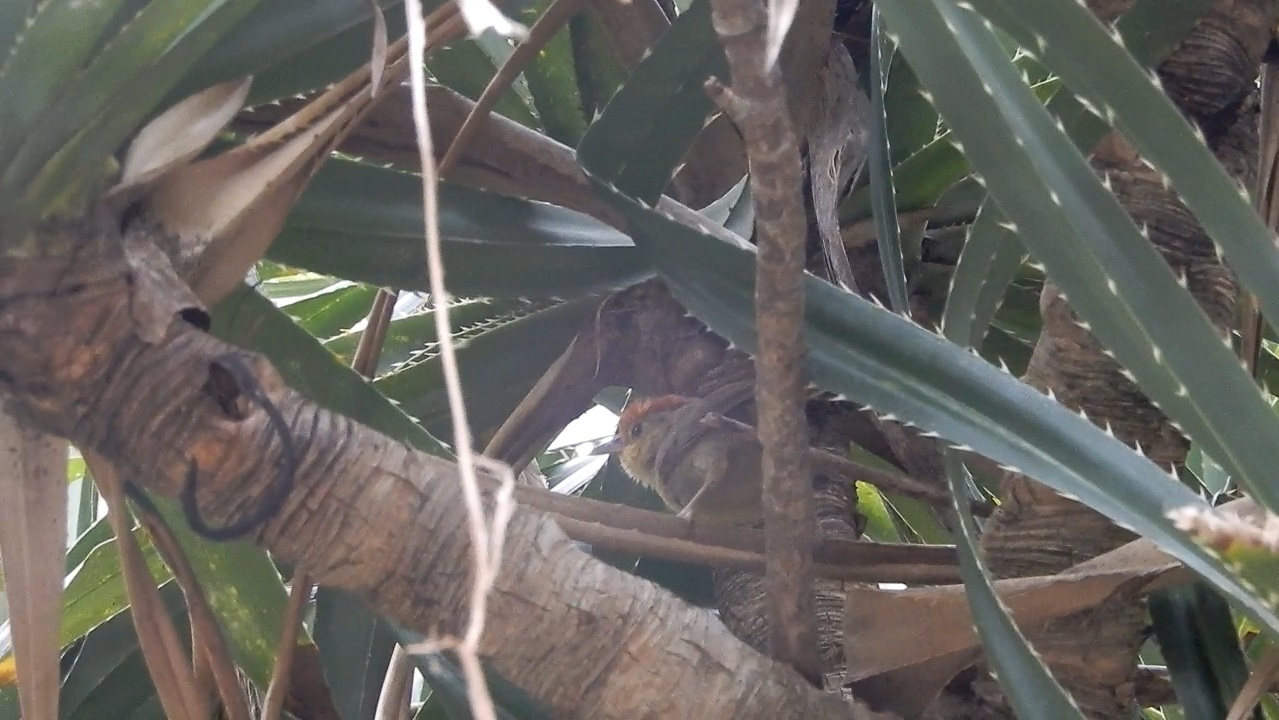 Stachyridopsis ruficeps (Blyth, 1847)