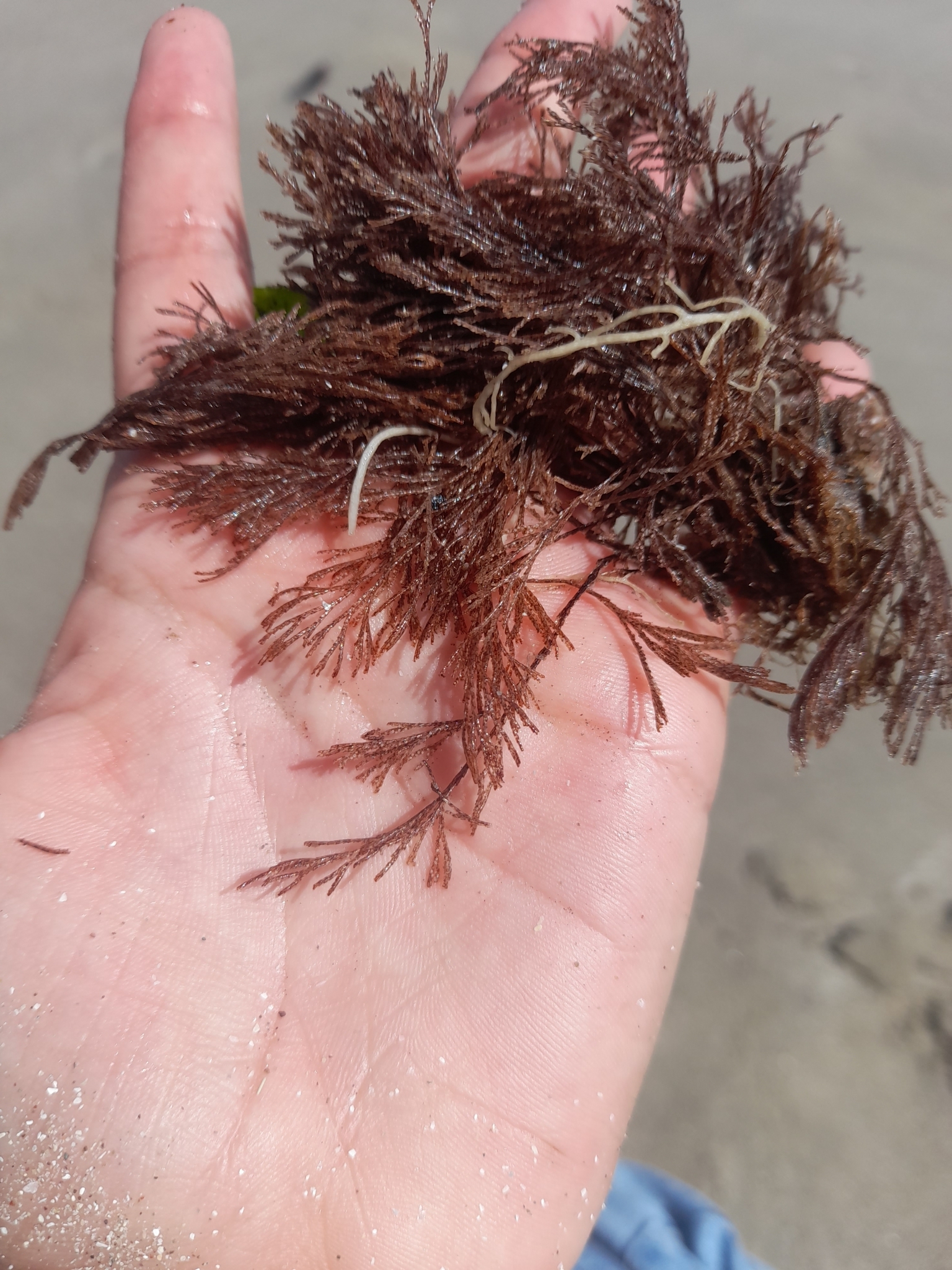 Bugula neritina (Linnaeus, 1758)