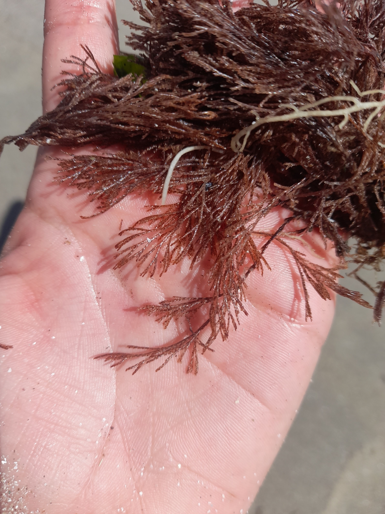 Bugula neritina (Linnaeus, 1758)