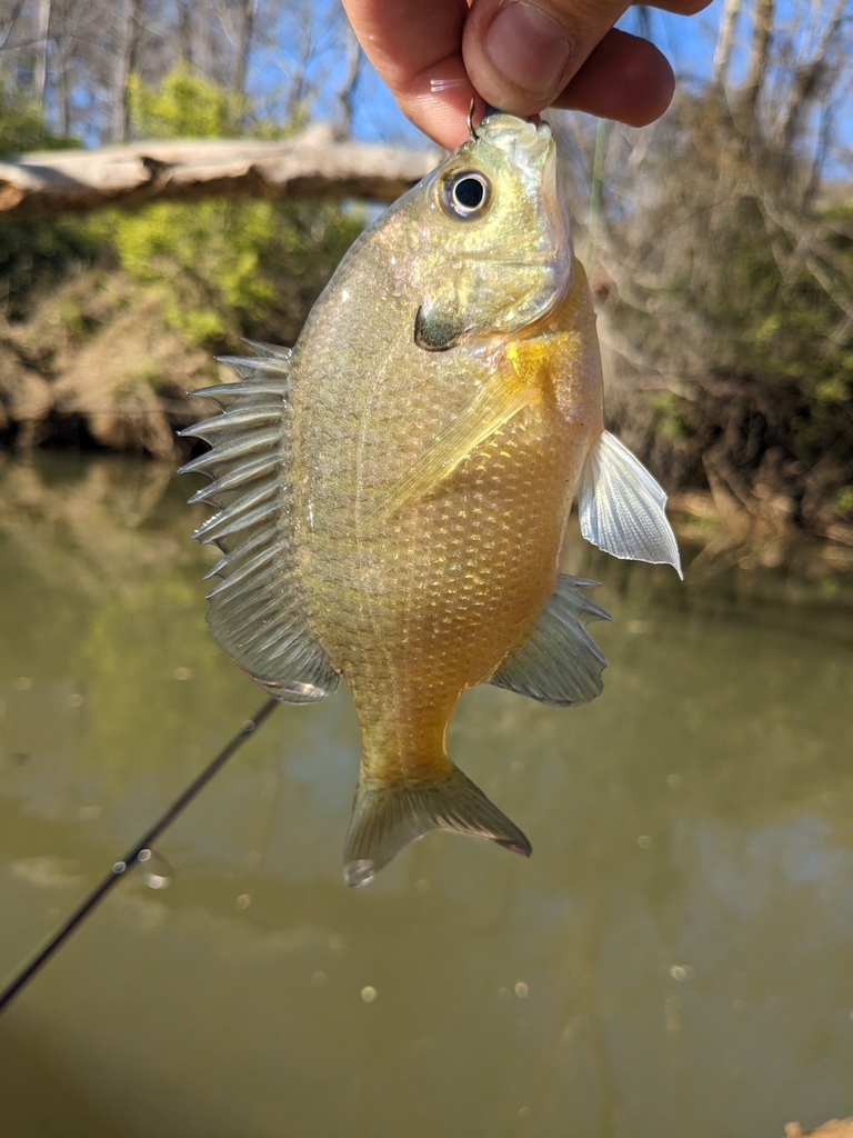 Bluegill from Mt Holly, NC, USA on March 20, 2023 at 05:03 PM by ...