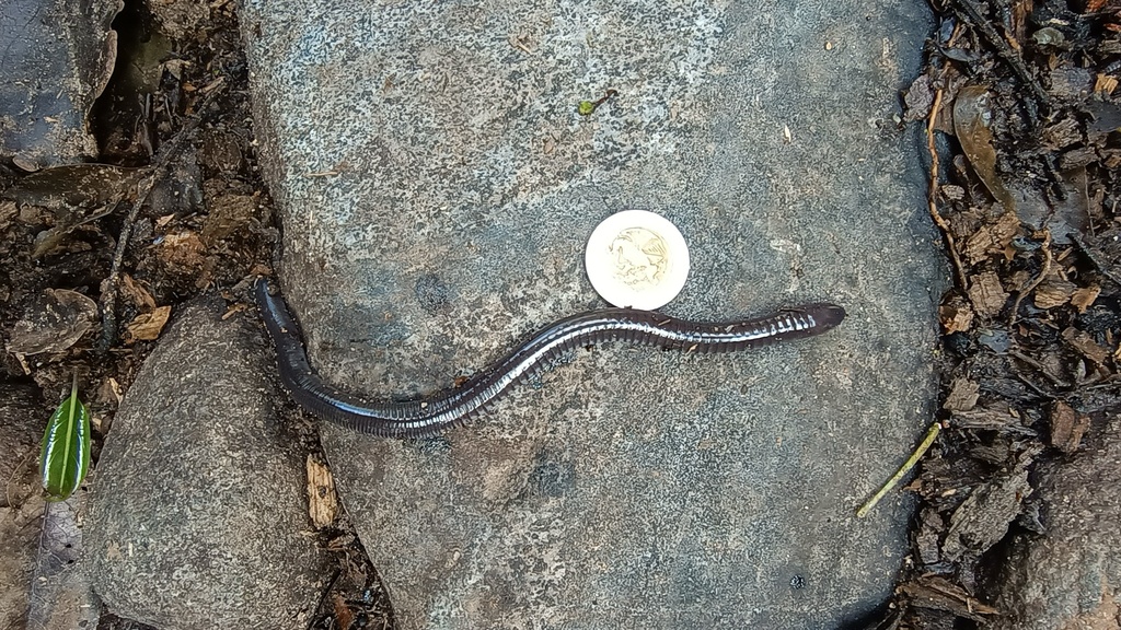 Mexican Caecilian from Tuzantán, Chis., México on November 17, 2022 at ...