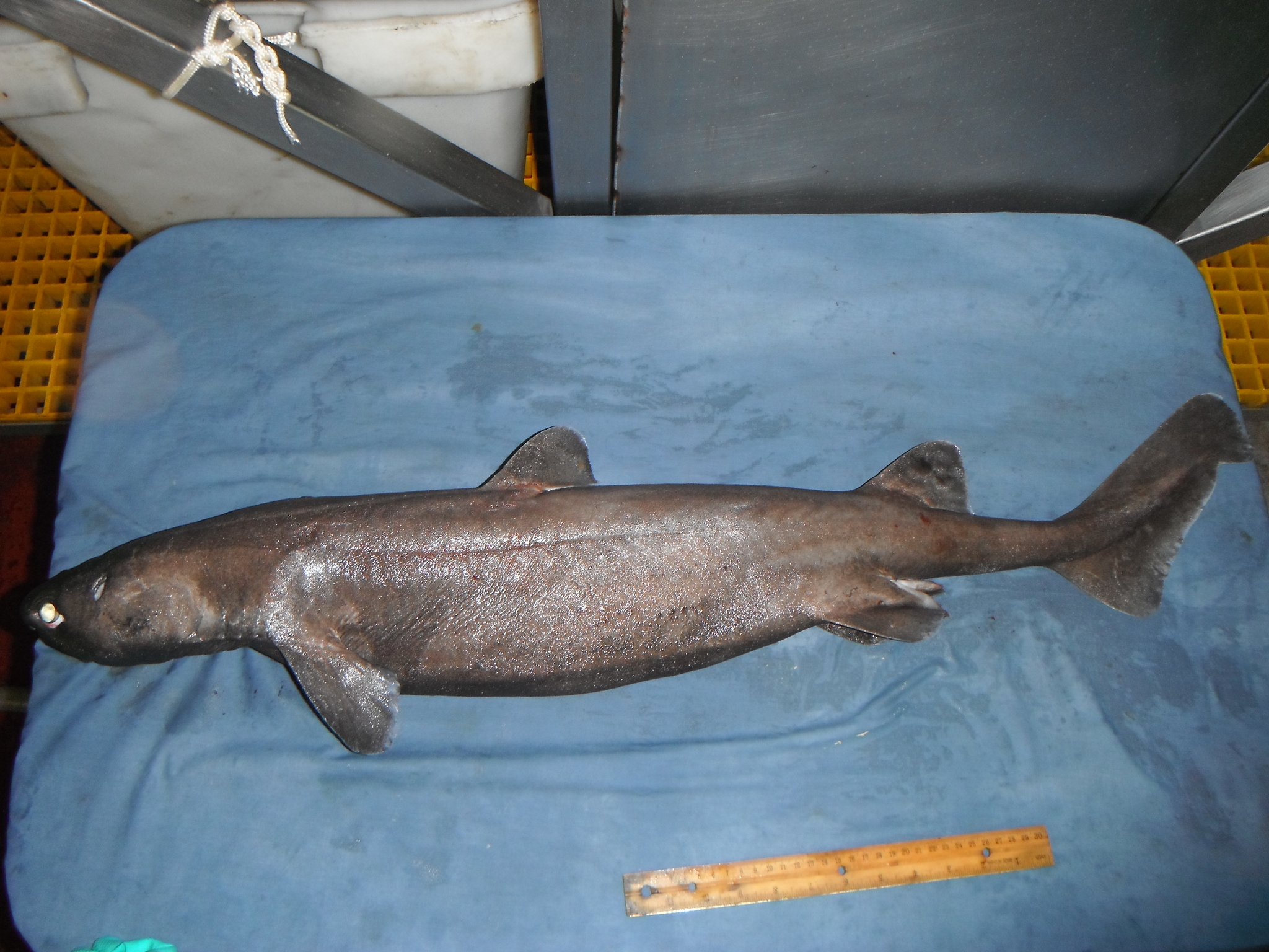 Dalatias licha (Bonnaterre, 1788)