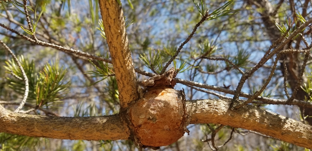 Pine-oak gall rust from 5W85+JX, Glen Lyon, PA 18617, USA on March 21 ...