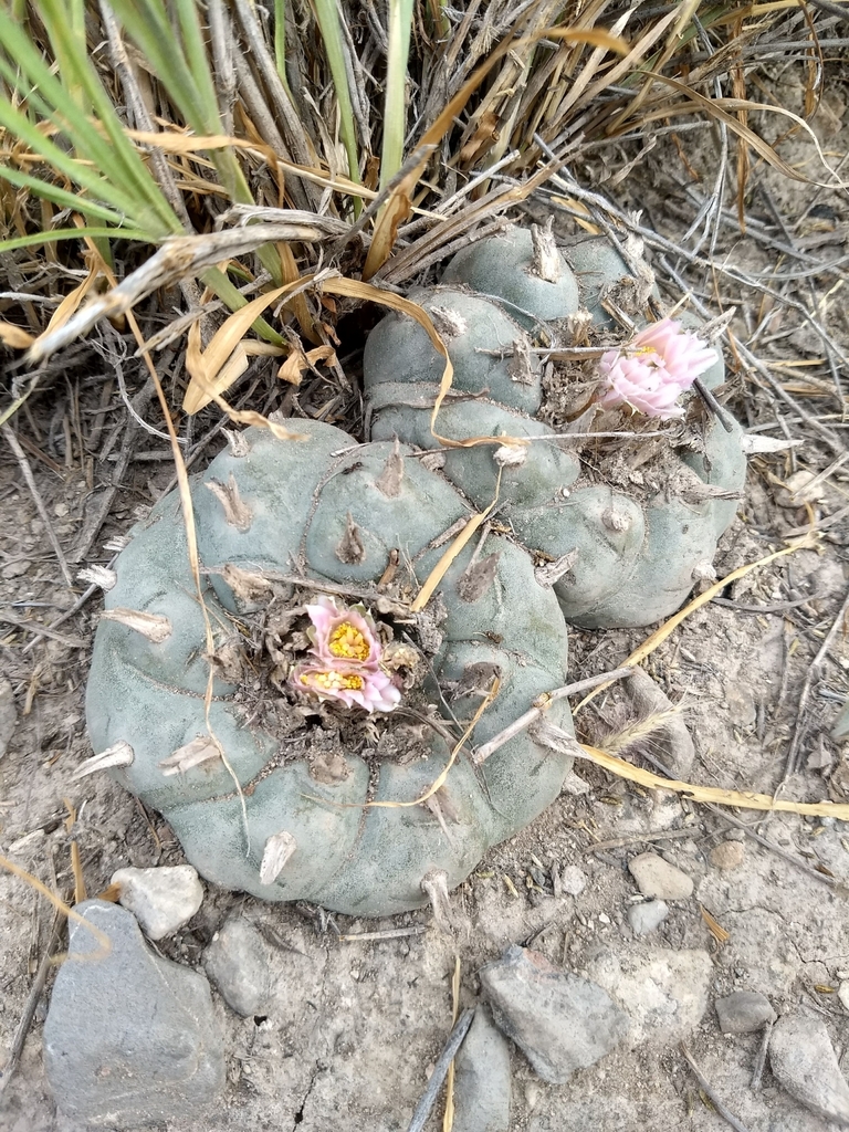 Peyote in March 2023 by braytonidae · iNaturalist