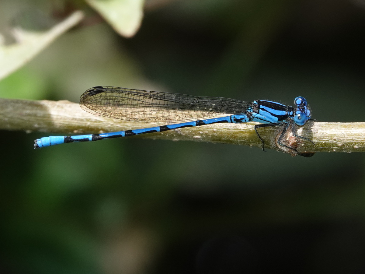 Argia elongata Garrison & von Ellenrieder, 2017