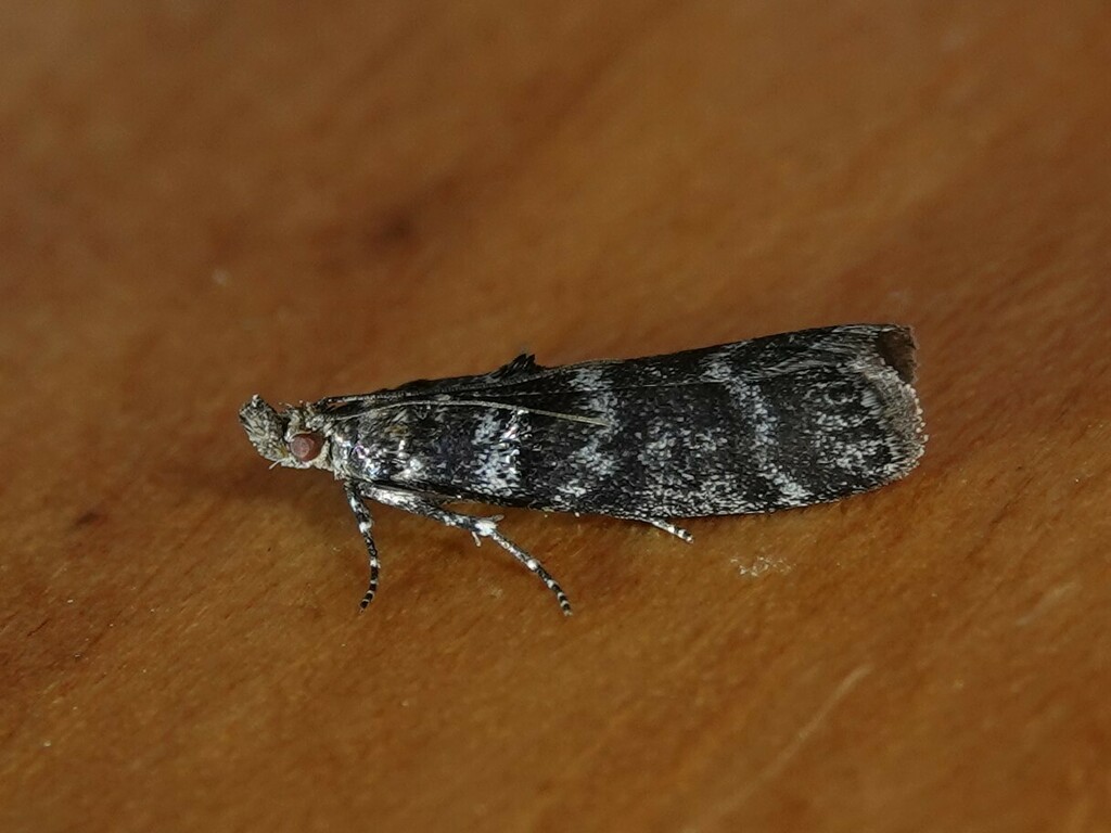 Striped Birch Pyralid Moth from Rainy River District, ON, Canada on ...