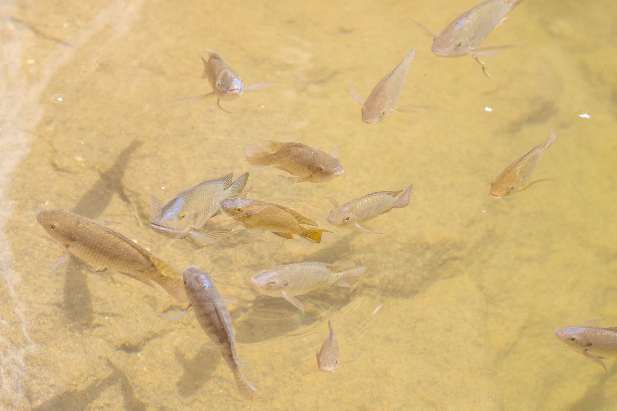 Coptodon zillii (Gervais, 1848)