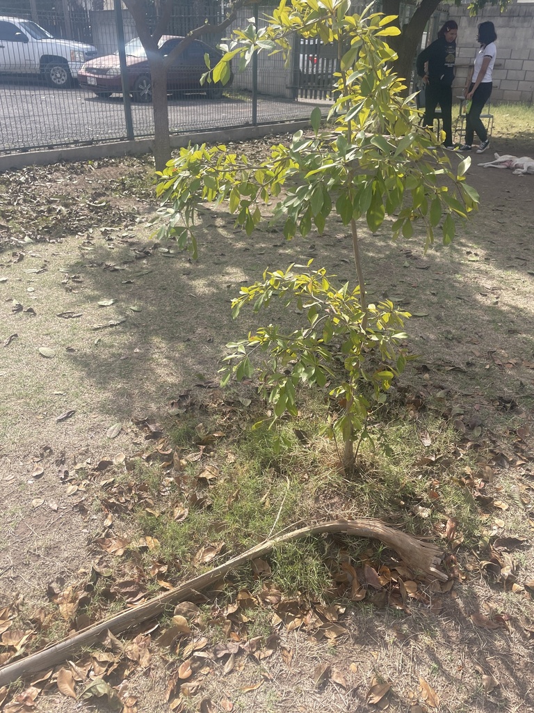 bully trees from Centro de Bachillerato Tecnológico Industrial y de ...