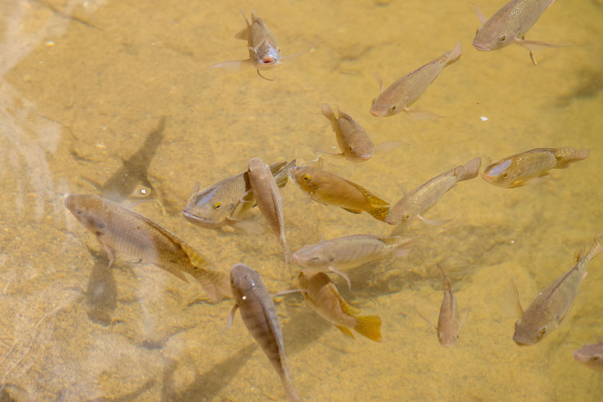 Coptodon zillii (Gervais, 1848)