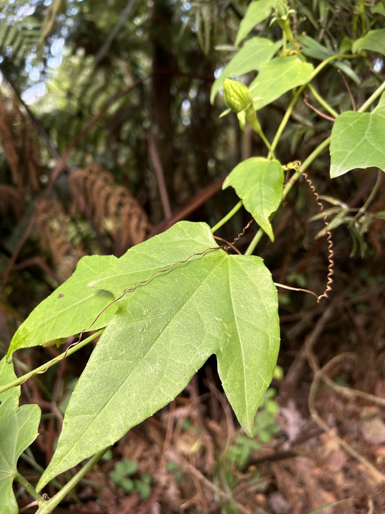 vascular plants from Holywell National Park, Saint Andrew, Surrey ...