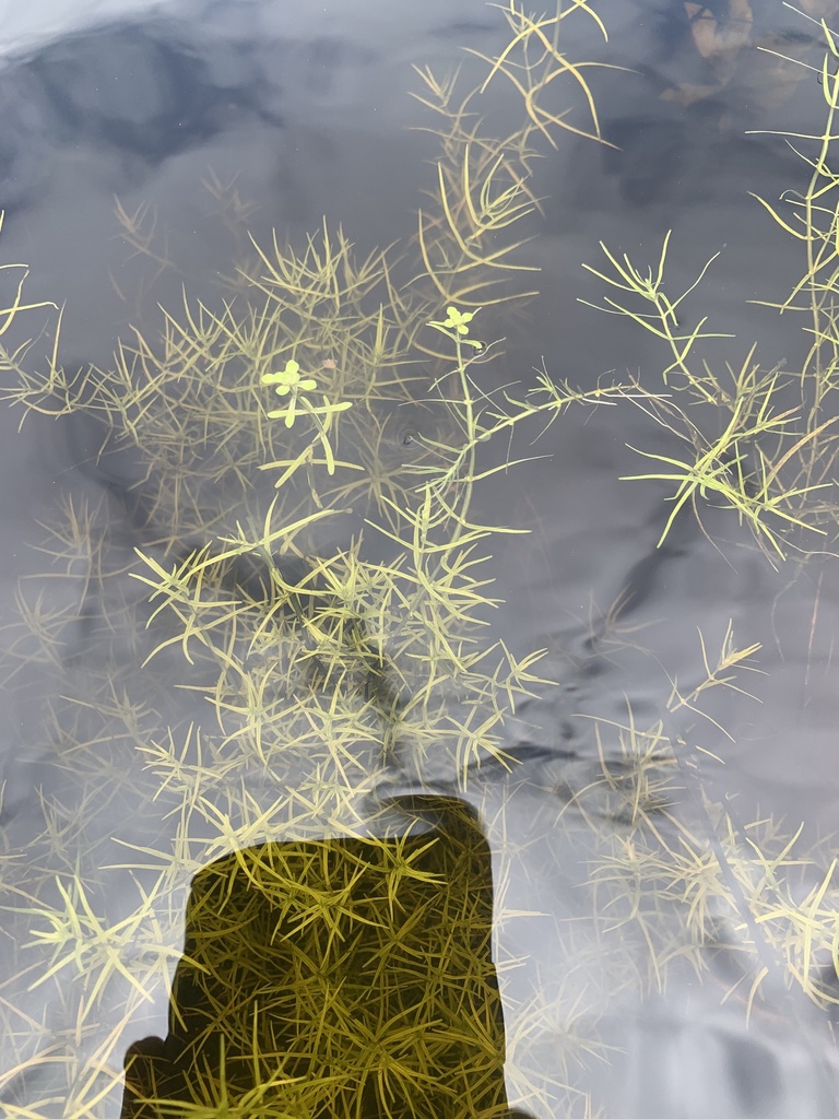 Large Water-starwort (Callitriche heterophylla) - Botanical Realm