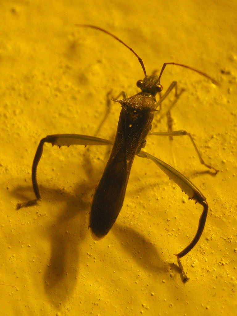 Hyalymenus longispinus from Miami Gardens, FL, USA on August 29, 2011 ...